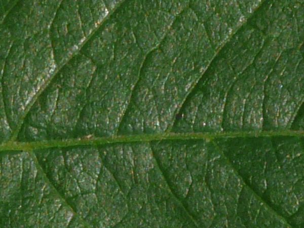 texture 0021 - Texturelib